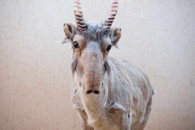 Сайгак: описание необычного животного и его разновидности (110 фото)