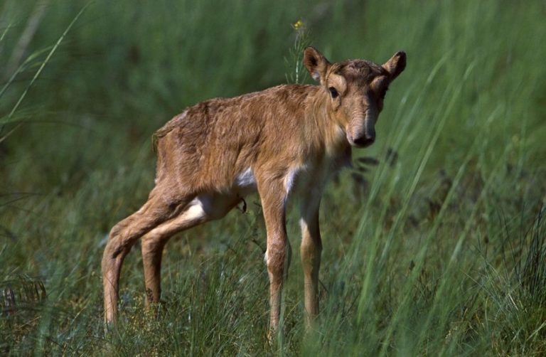 Сайгак: описание необычного животного и его разновидности (110 фото)