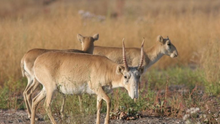 Сайгак: описание необычного животного и его разновидности (110 фото)