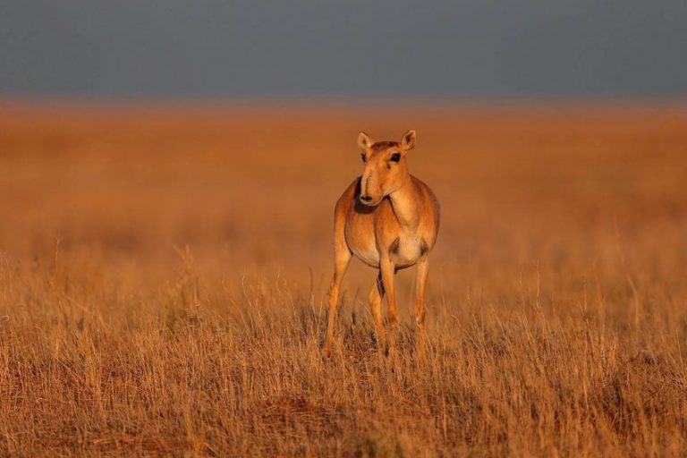 Сайгак: описание необычного животного и его разновидности (110 фото)