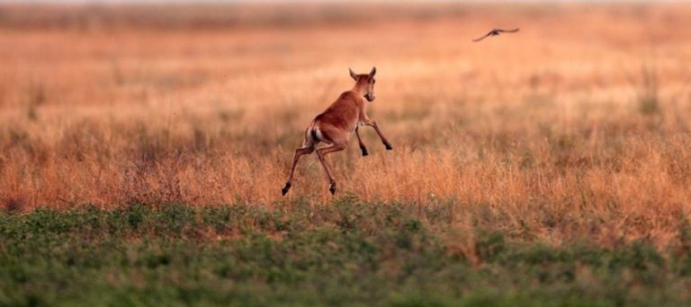 Сайгак: описание необычного животного и его разновидности (110 фото)
