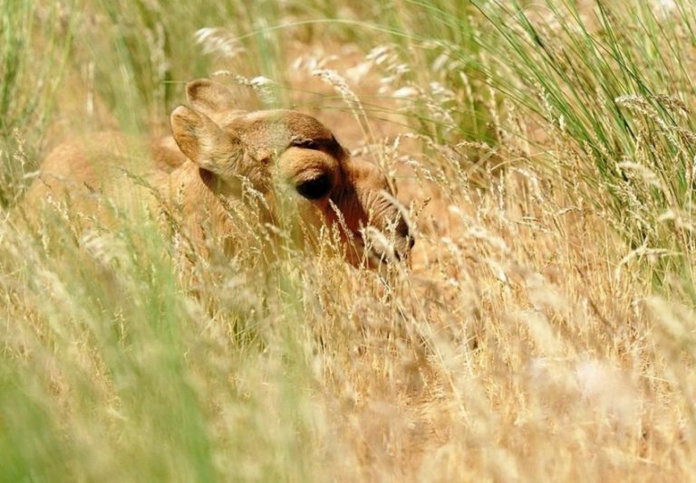 Сайгак: описание необычного животного и его разновидности (110 фото)