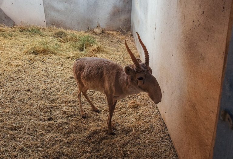 Сайгак: описание необычного животного и его разновидности (110 фото)