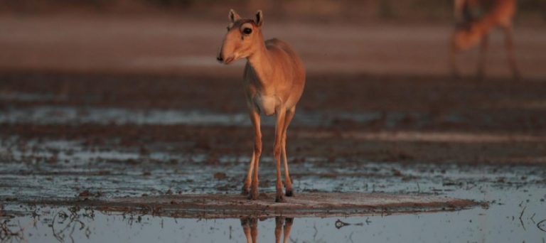 Сайгак: описание необычного животного и его разновидности (110 фото)