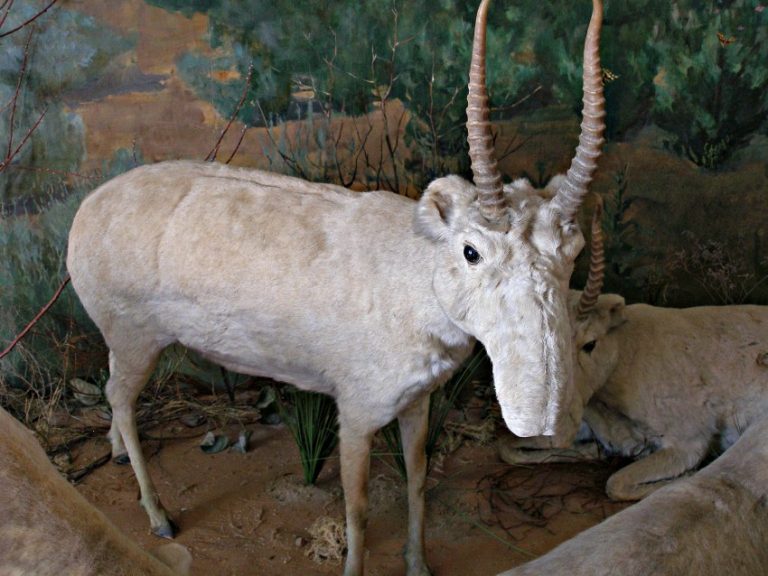 Сайгак: описание необычного животного и его разновидности (110 фото)