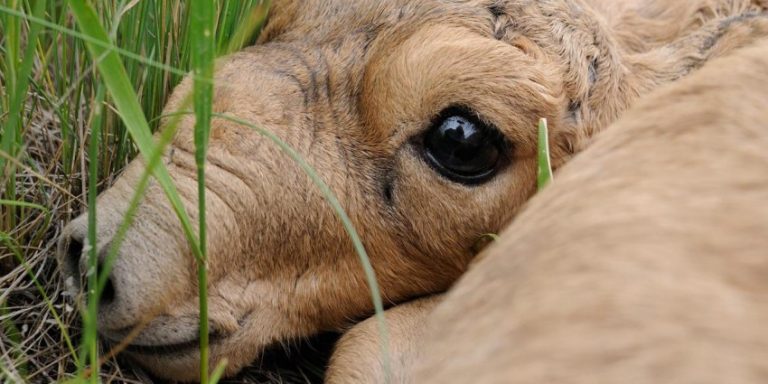 Сайгак: описание необычного животного и его разновидности (110 фото)