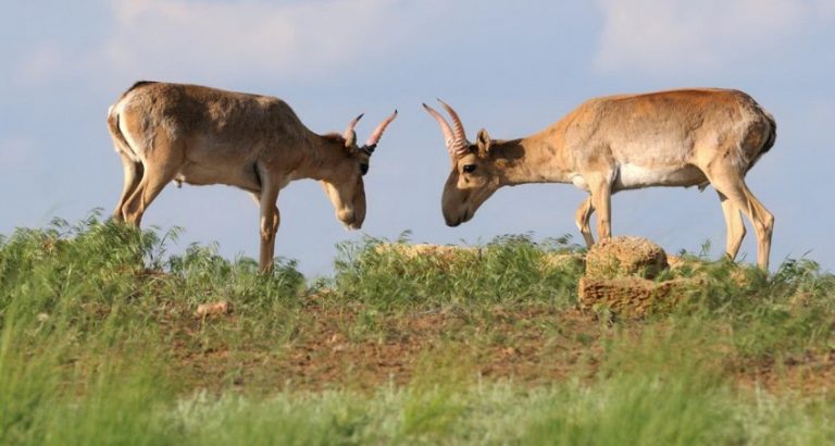Сайгак: описание необычного животного и его разновидности (110 фото)