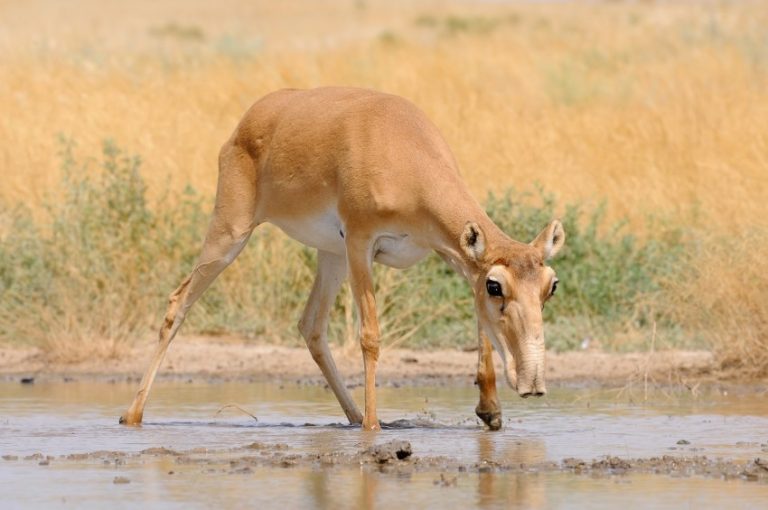 Сайгак: описание необычного животного и его разновидности (110 фото)