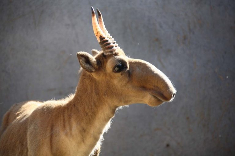 Сайгак: описание необычного животного и его разновидности (110 фото)