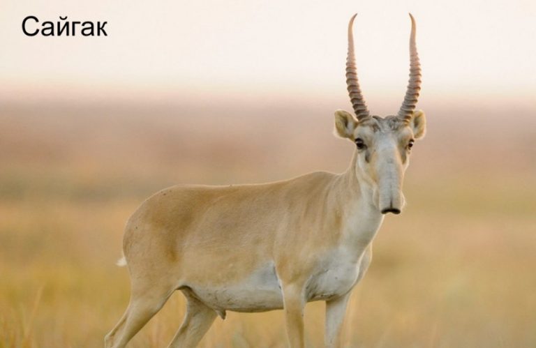 Сайгак: описание необычного животного и его разновидности (110 фото)
