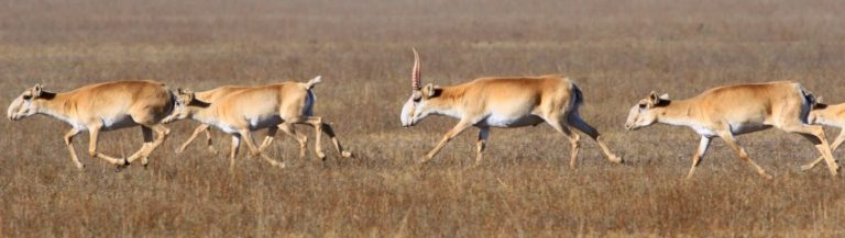 Сайгак: описание необычного животного и его разновидности (110 фото)