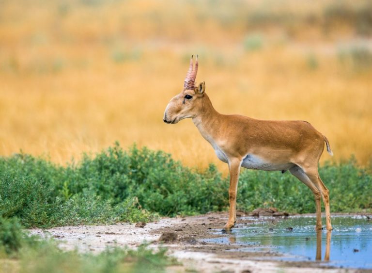 Сайгак: описание необычного животного и его разновидности (110 фото)
