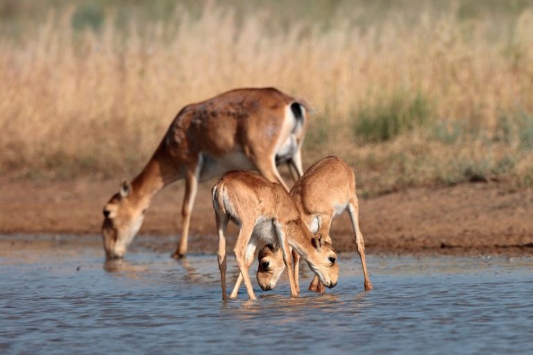 Сайгак: описание необычного животного и его разновидности (110 фото)