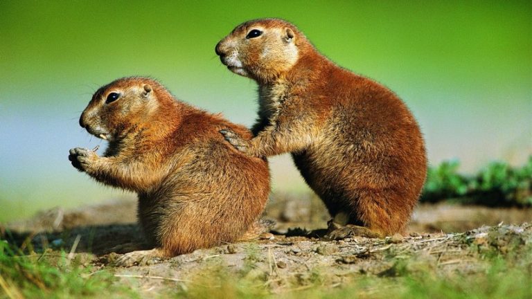 Суслики: 115 фото грызунов, основные виды, ареал обитания и основные враги