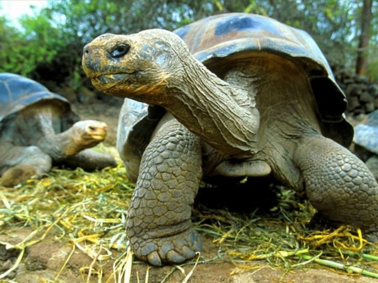 Черепаха: 125 фото самых популярных видов, ареал обитания и ...